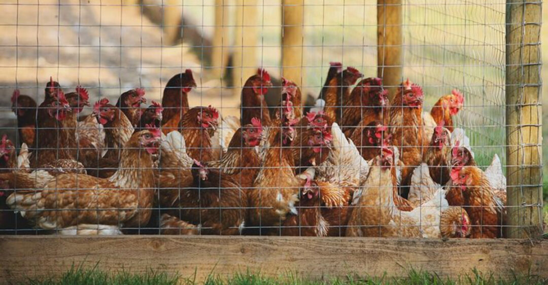 How To Effectively Predator-Proof Your Chicken Coop And Run