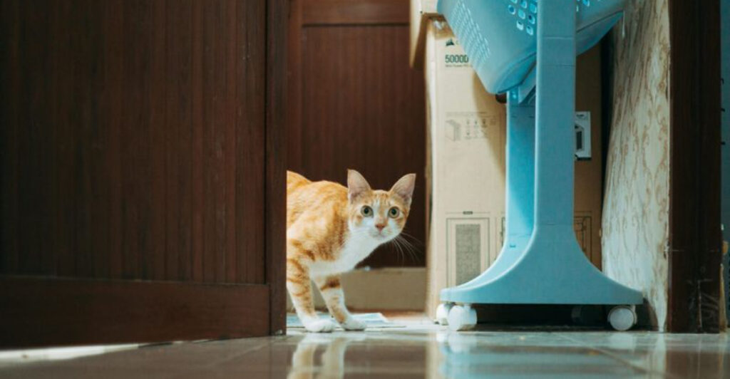 How To Help A Timid Cat Become More Social