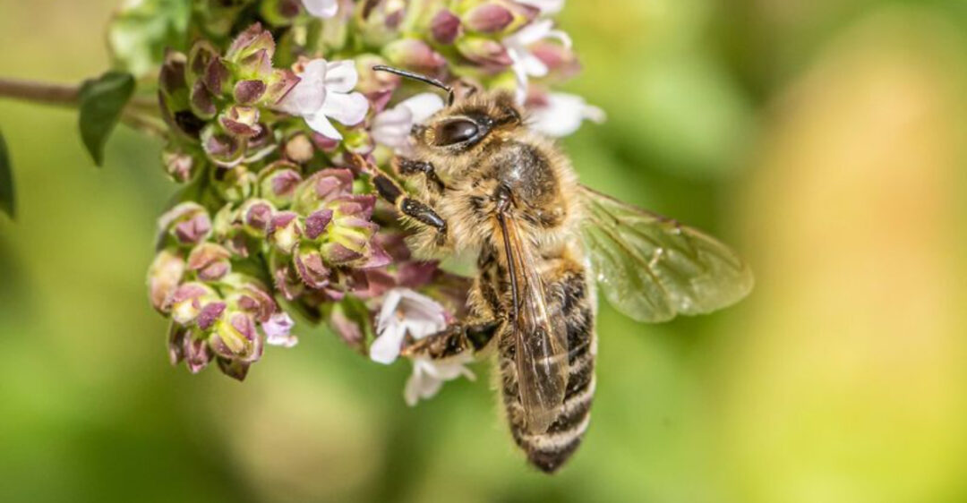 How To Help Bees And Pollinators In 15 Easy Ways