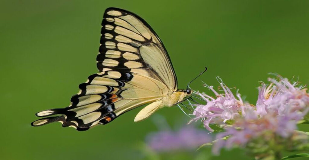 How To Identify And Attract Giant Swallowtail Butterflies
