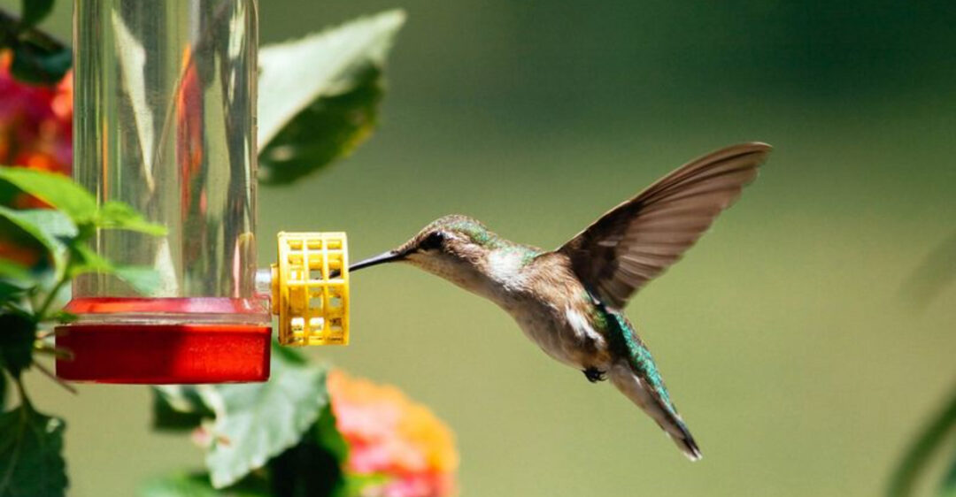 How To Make Hummingbird Nectar Properly (And Protect These Fragile ...
