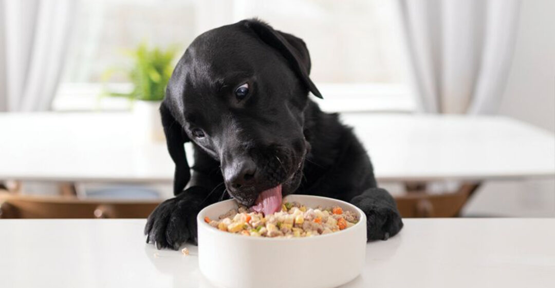 How To Read And Understand A Dog Food Label