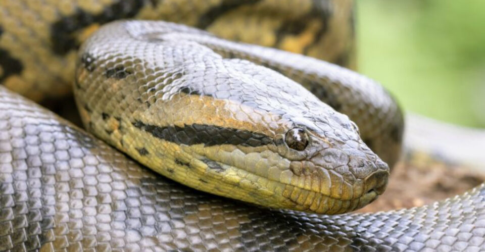 How To Survive If An Anaconda Attacks You