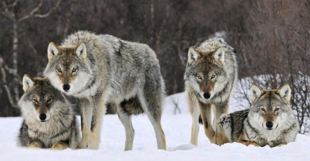 How Wolves Select Their Alpha (And Why The Term Might Be Misunderstood)