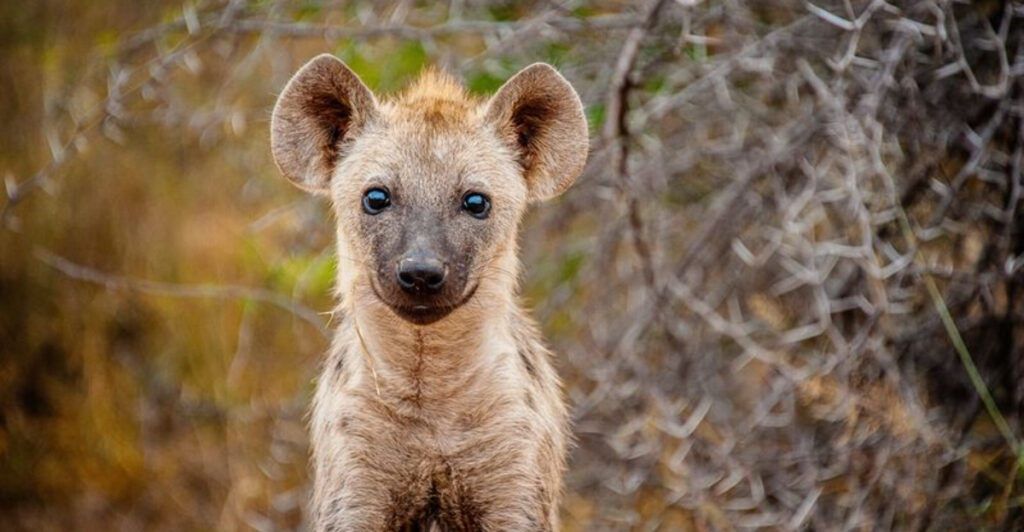 Hyena Diet Breakdown: What Do They Really Eat