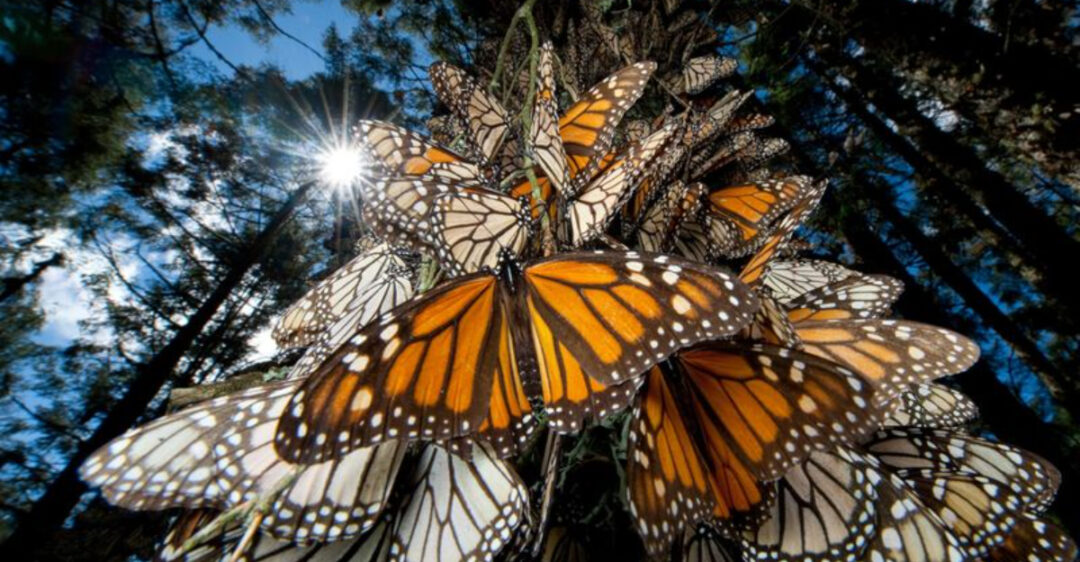 Incredible Insect Superpowers And The Mind-Blowing Abilities They Possess