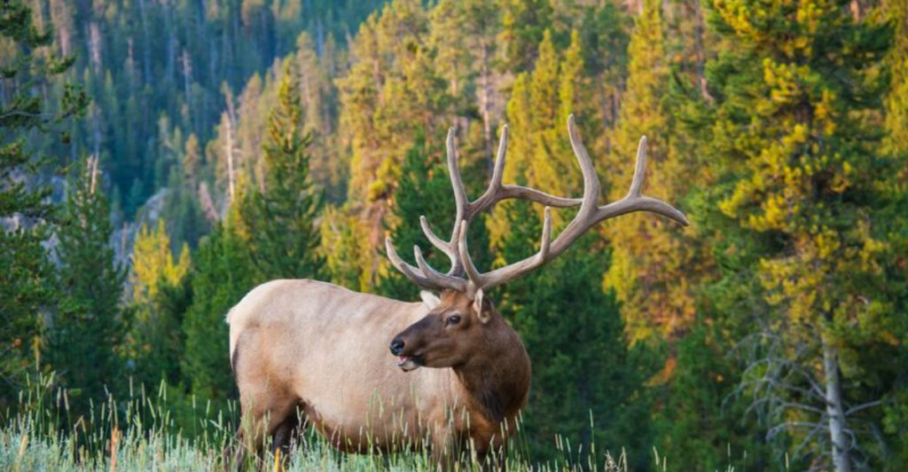 Inside The U.S. Forest That Sees The Largest Elk Migration