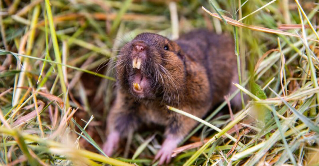 Keep Gophers Out Of Your Yard With These Smells