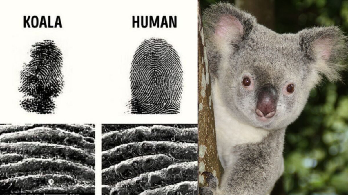 Koalas Have Fingerprints That Are Nearly Identical To Human Ones
