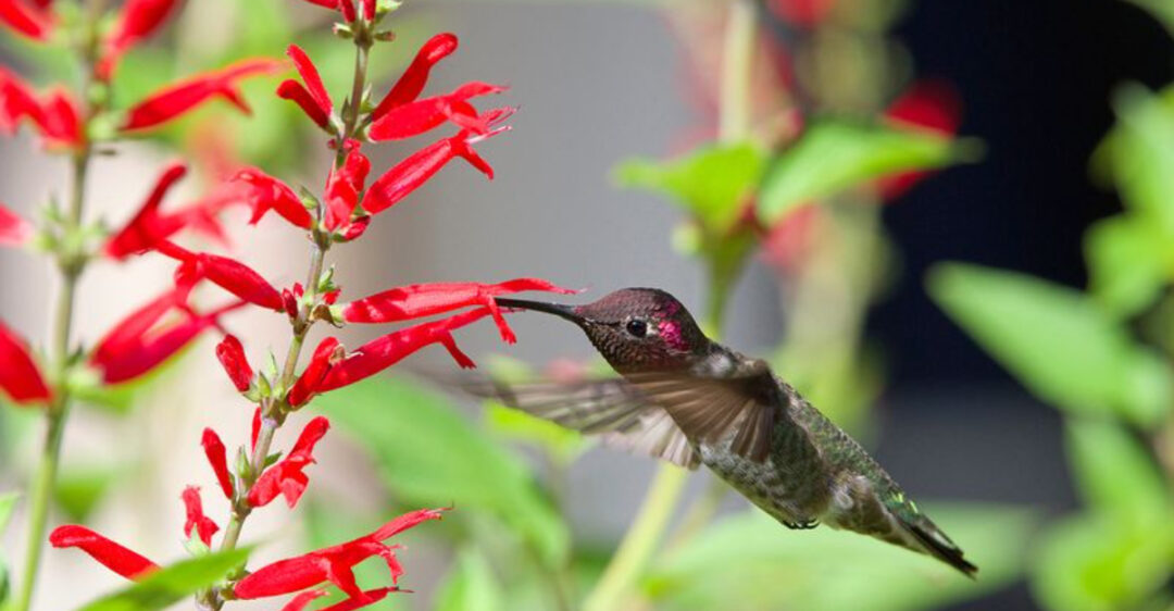 Light Up Your Landscape With A Hummingbird-Friendly Shrub (That Deer ...
