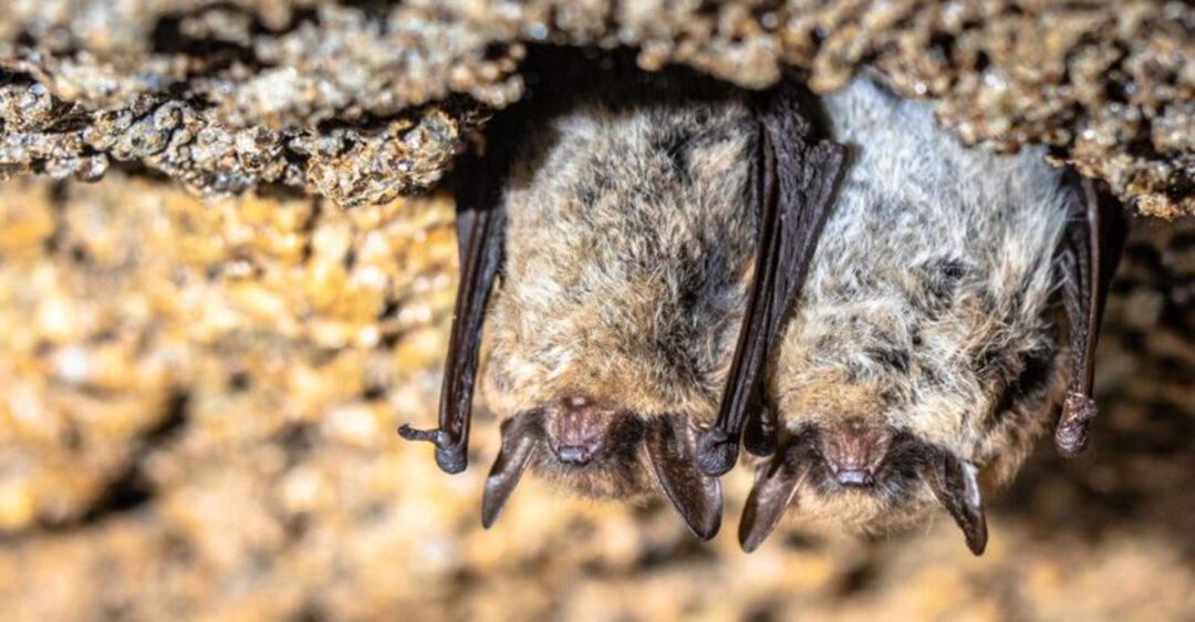 MAGA Just Put Its First Animal On The Endangered Species List