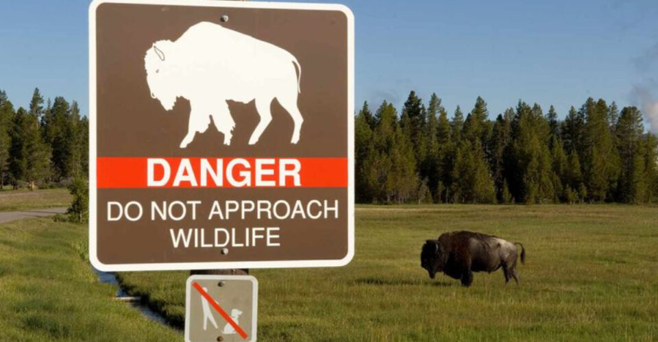 Man Gored By Bison In Yellowstone National Park After Getting Too Close ...