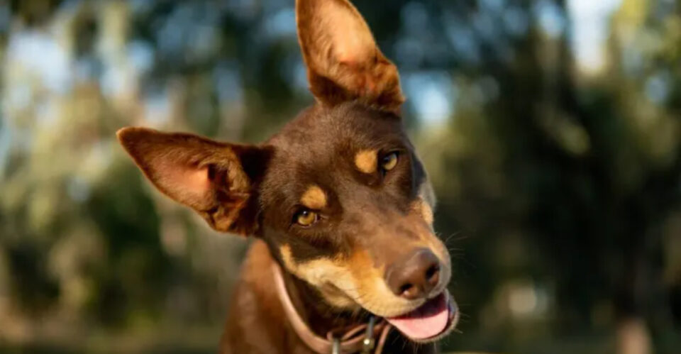 Meet 13 Popular Brown Dog Breeds