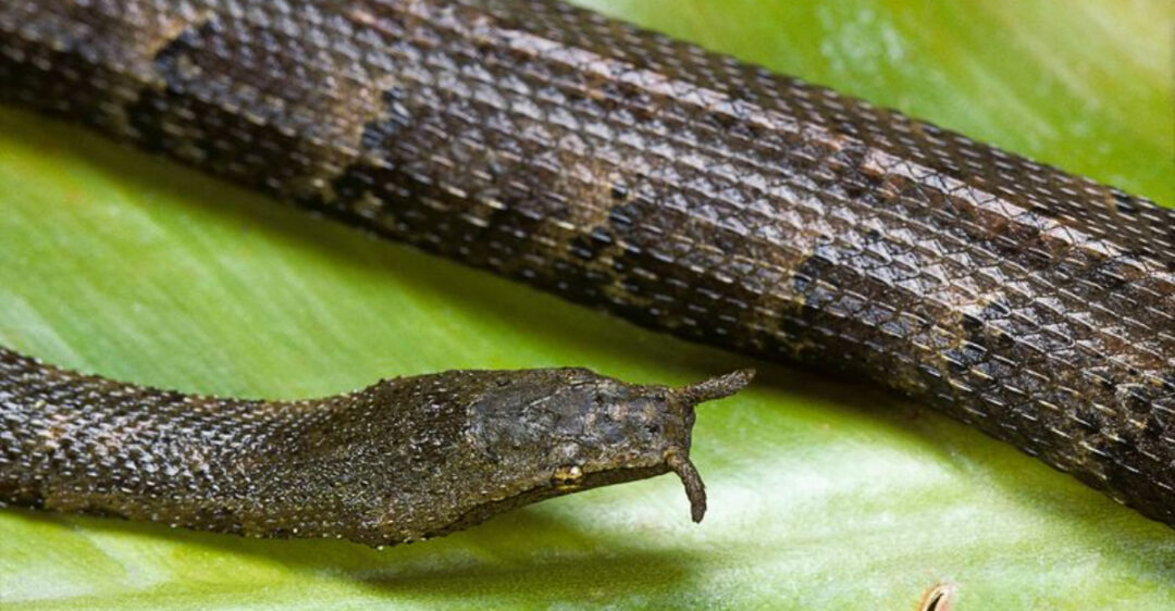 Meet The 15 Weirdest Snakes Found In The U.S.