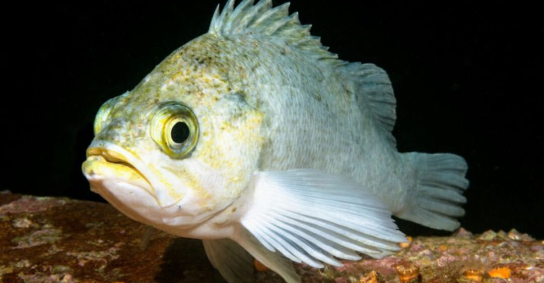 Meet The Ancient Fish That's Been Swimming In The Pacific Since The 1800s