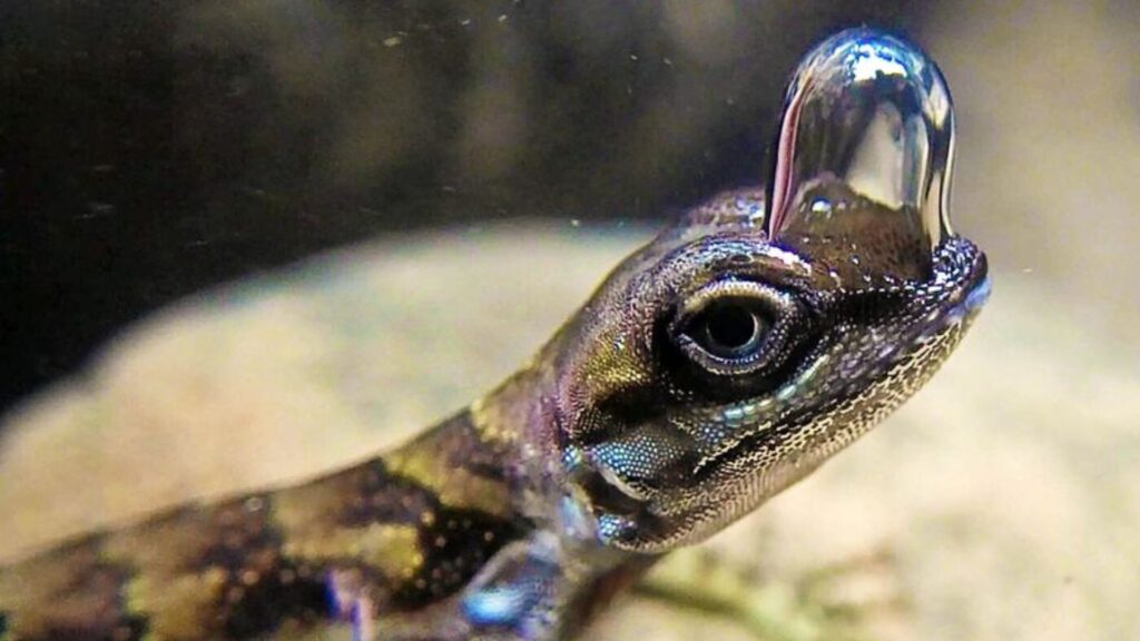 Meet The Lizard That Breathes Underwater With Its Own Air Supply