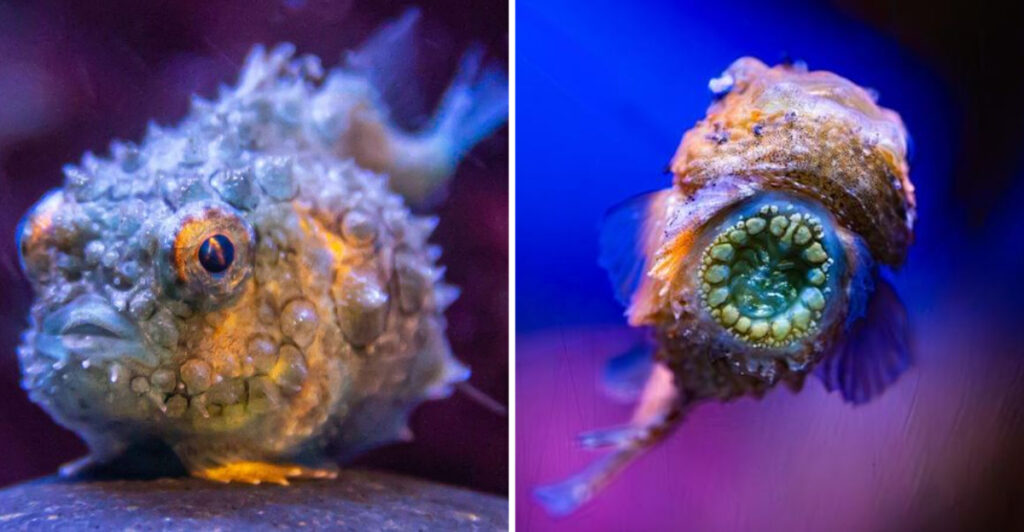 Meet The Pacific Spiny Lumpsucker, A Cute Fish With A Suction Cup That ...