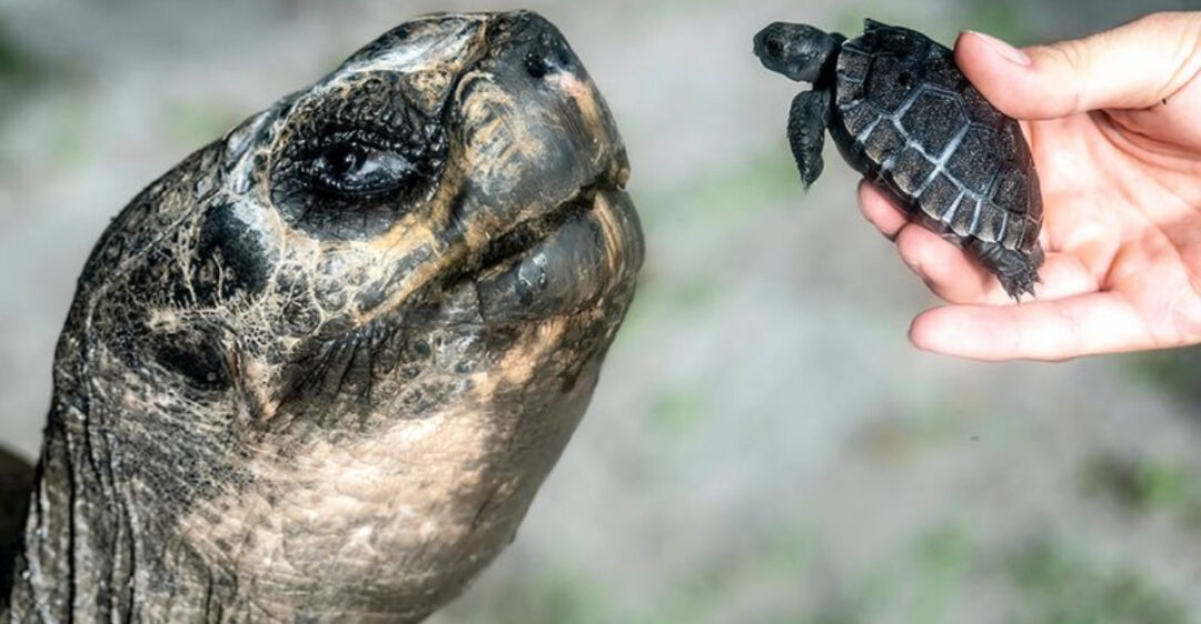 Miami Zoo Tortoise Turns 135 And Celebrates First Father's Day