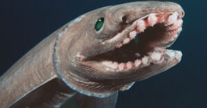 Monsters Of The Deep: Enormous Creatures Scientists Found In The Abyss