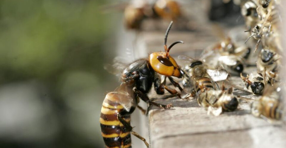 Murder Hornets Eradicated From U.S. After 5-Year Battle