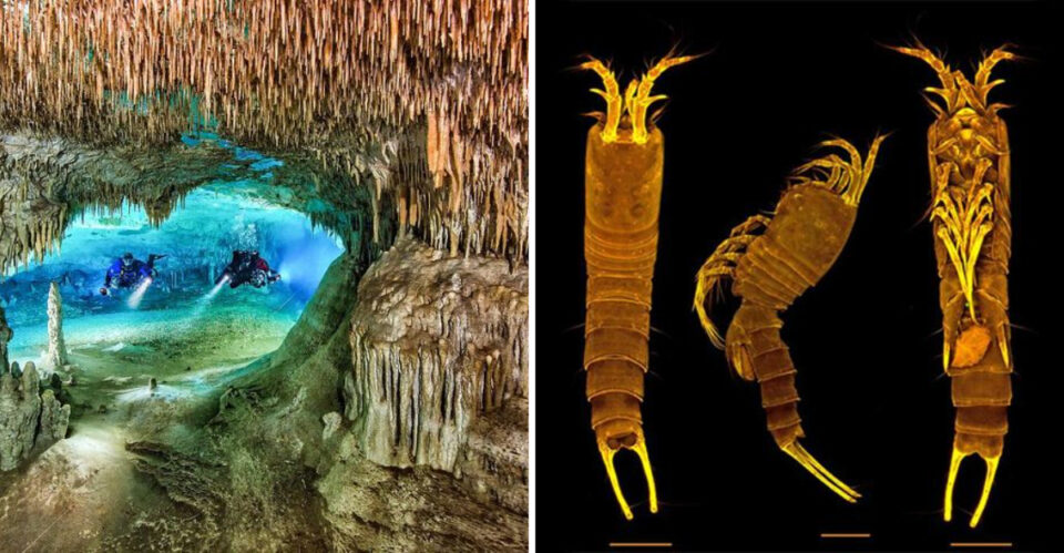 Mysterious Sea Creature Spotted By Scuba Divers In Bermuda's Hidden ...