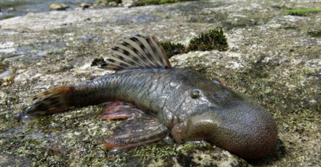 New Blob-Headed Fish Is Among 27 Newly Discovered Species In Peru