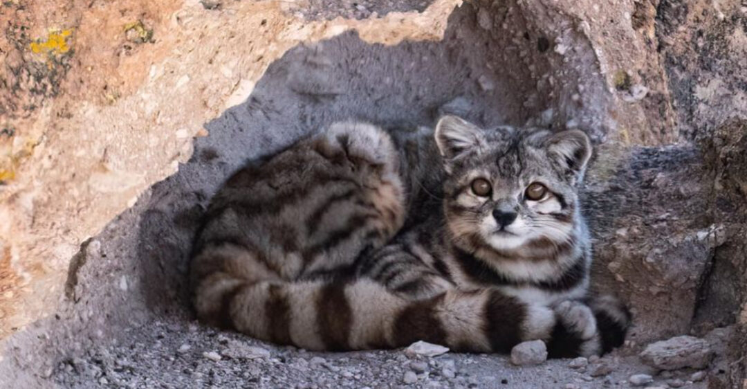 New Cat Species Identified After Decades Without A Single Photograph