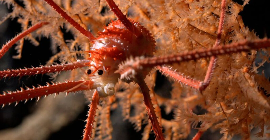 New Discovery Of Deep-Sea Spiders Is Unlike Anything We've Seen Before