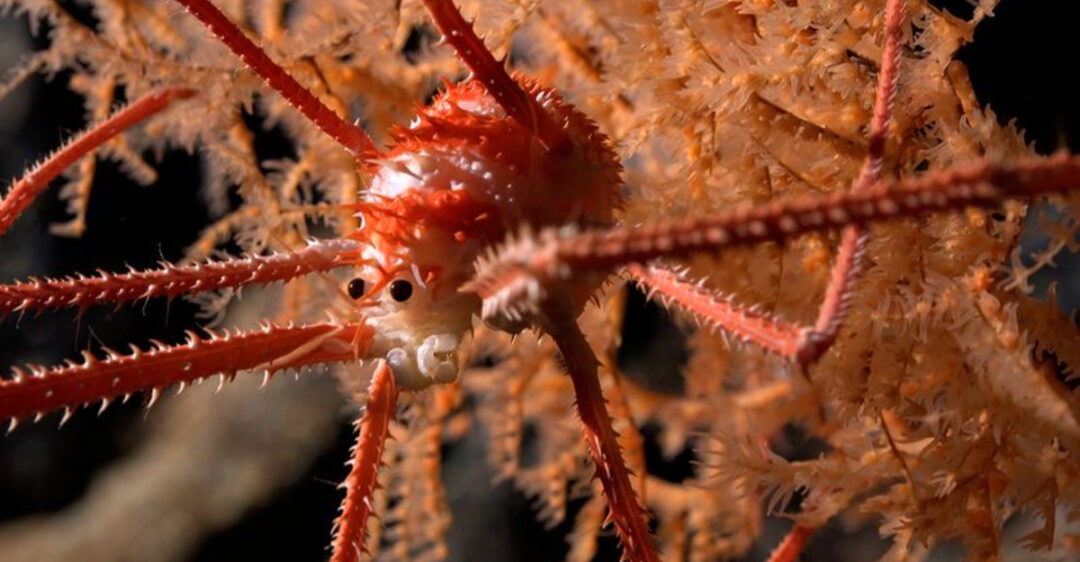 New Discovery Of Deep-Sea Spiders Is Unlike Anything We've Seen Before