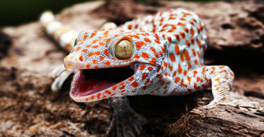 New Discovery Reveals Animals With A ‘Sixth Sense,’ Shifting ...