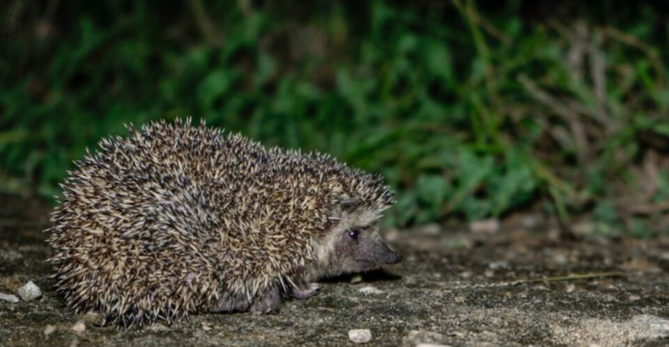 New Hedgehog Species With Unique Short Spikes Discovered In China