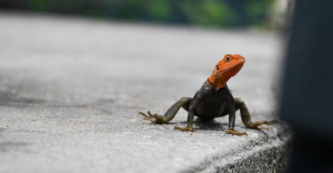 New Invasive Orange-Headed Species Discovered, And Experts Fear Control ...