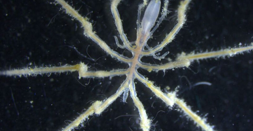 New Methane-Eating Sea Spider Species Discovered Off The Coast Of ...