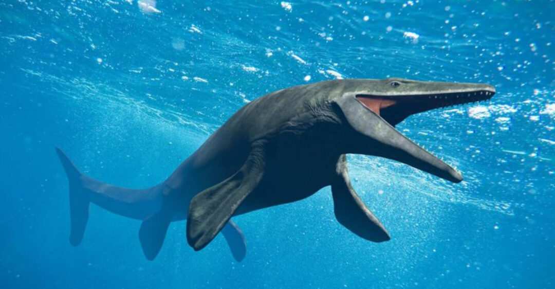 New Mosasaur Species With 'Screwdriver Teeth' Discovered In Morocco