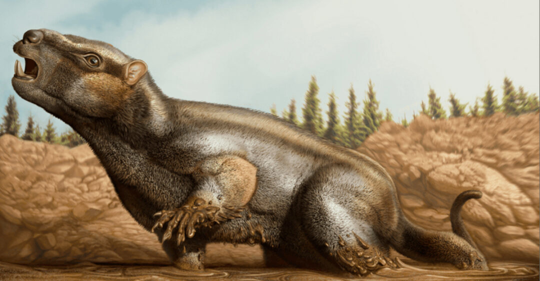 New Multituberculate Species Discovered By Paleontologists In ...