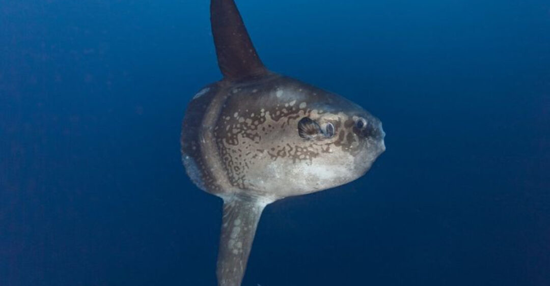 No Sun? Dies. Too Much Sun? Dies. Meet The Fish That Defies Logic