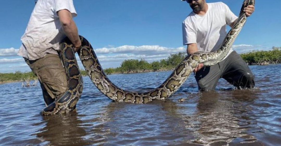 One Of The Largest Burmese Pythons Ever Seen Captured In Florida
