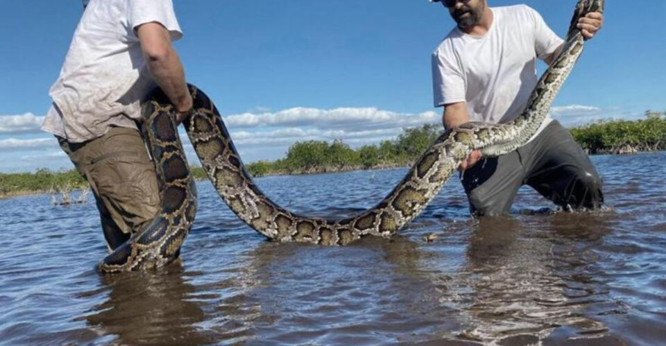 One Of The Largest Burmese Pythons Ever Seen Captured In Florida
