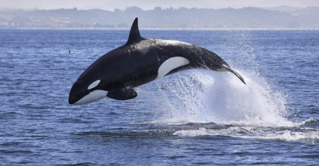 Orca Whales: Inside The Biology Of The Ocean's Top Predator