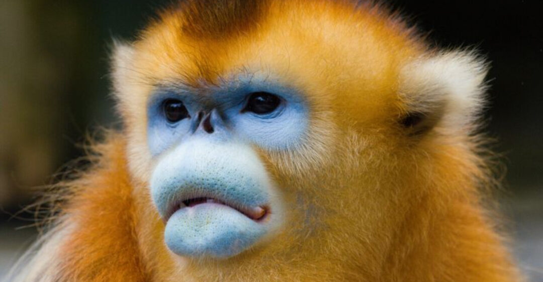 15 Fascinating Facts About Humans, Apes, Monkeys, And Their Relatives