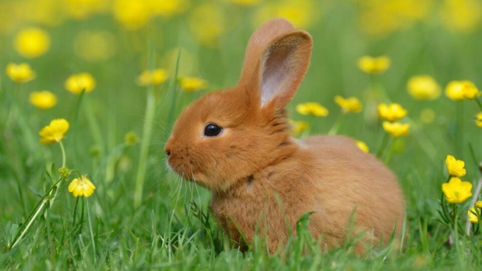 Rabbit Lifespan: How Long Can Rabbits Live?