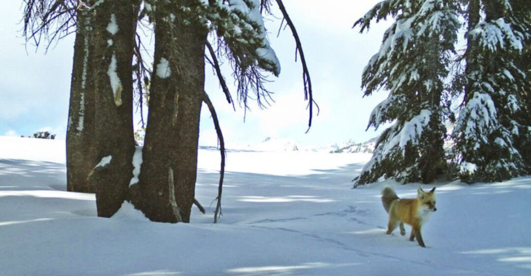 Rare Animal On The Brink Of Extinction Captured On Camera In California ...