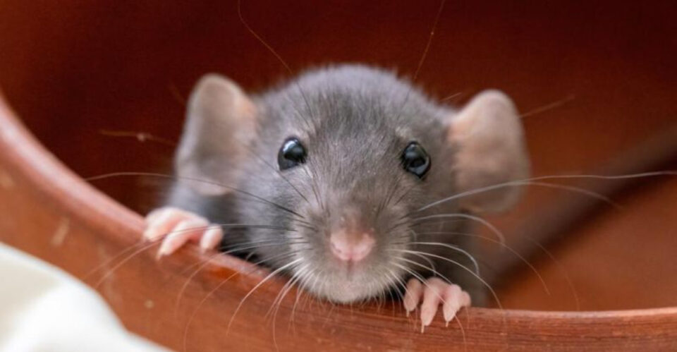 Rat Lifespan: How Long Do Rats Live?