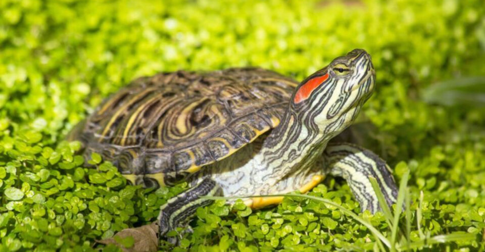 Red-Eared Slider Lifespan: How Long Can These Turtles Live?