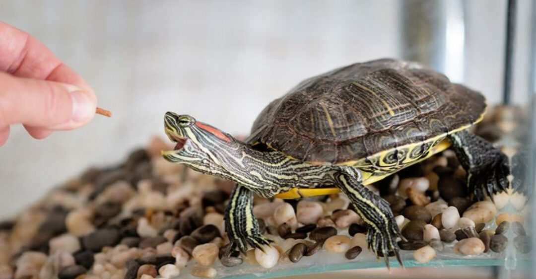 Red-Eared Slider Tanks: A Guide To Enclosures