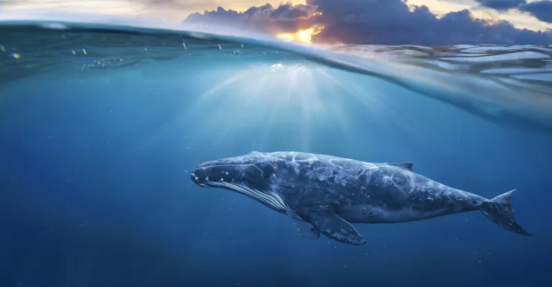 Researchers Say Humpbacks Are Trying To Communicate With Us