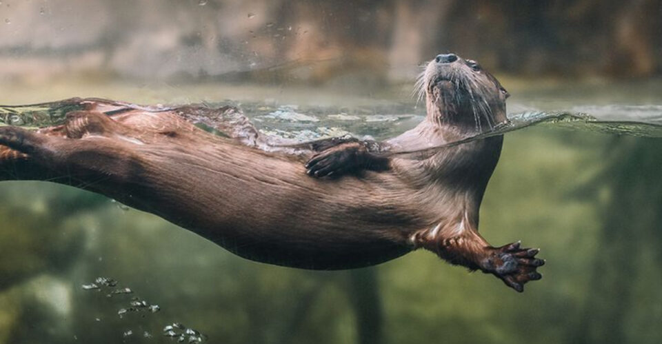 River Otters Are Back In U.S. Waters, Here's What You Need To Know