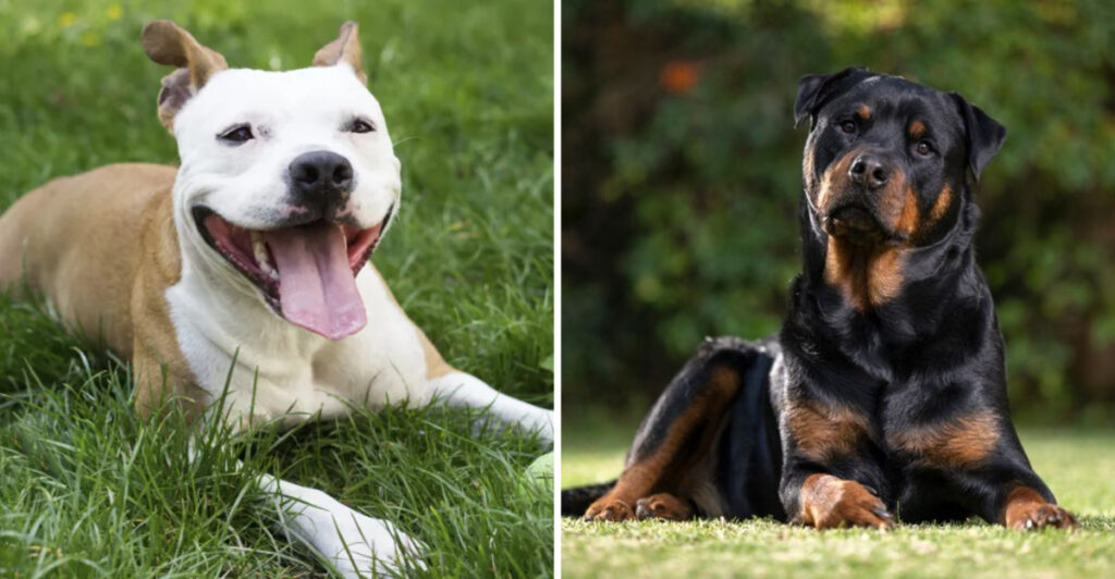 Rottweiler Or Pit Bull? 12 Personality Traits That Will Make Your ...
