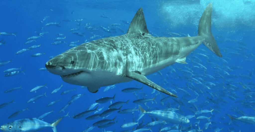 Scientists Issue Warning As Sharks Are Swimming Far Outside Their ...