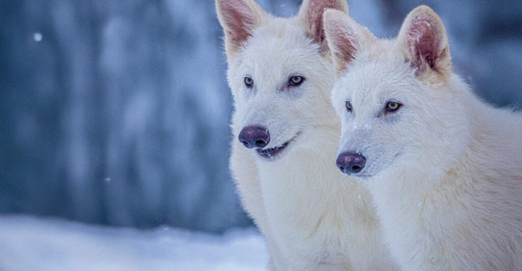 Should We Be Bringing Back Extinct Animals?